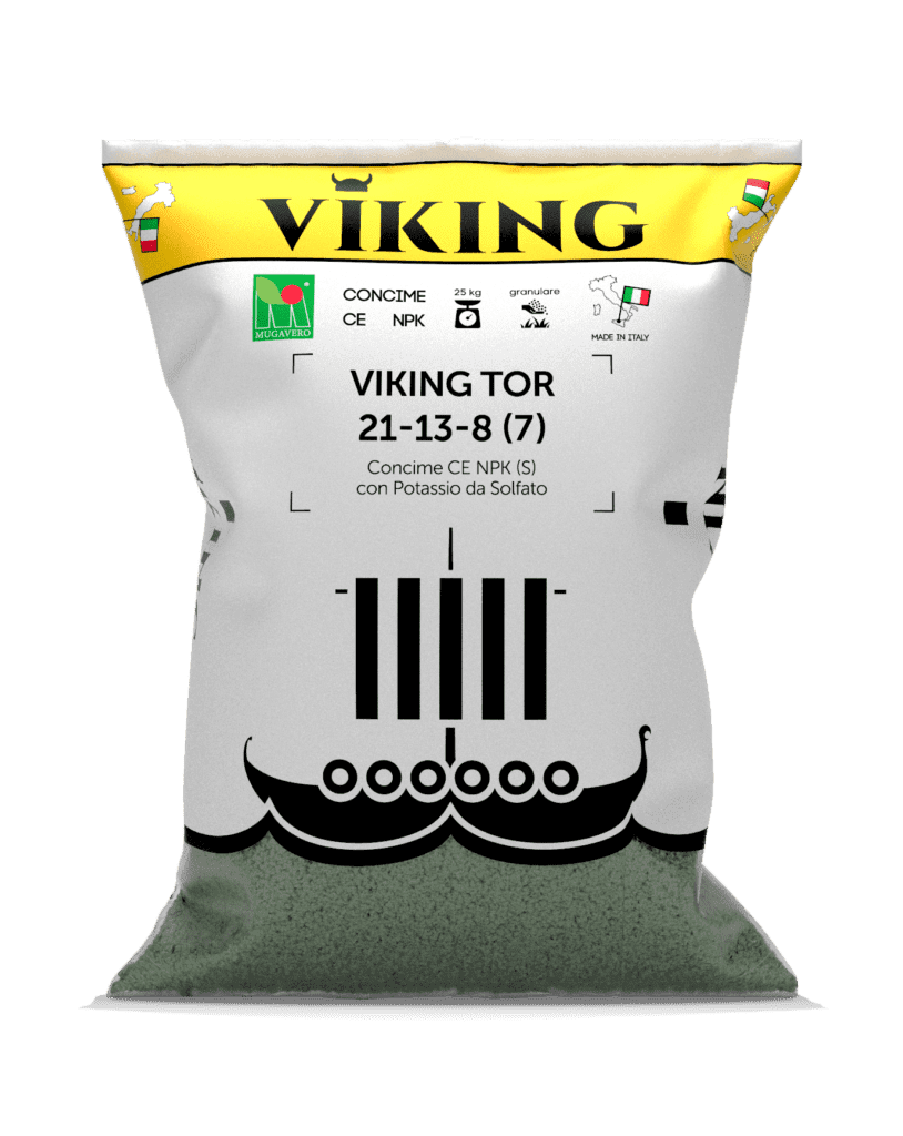 VIKING TOR | Mugavero